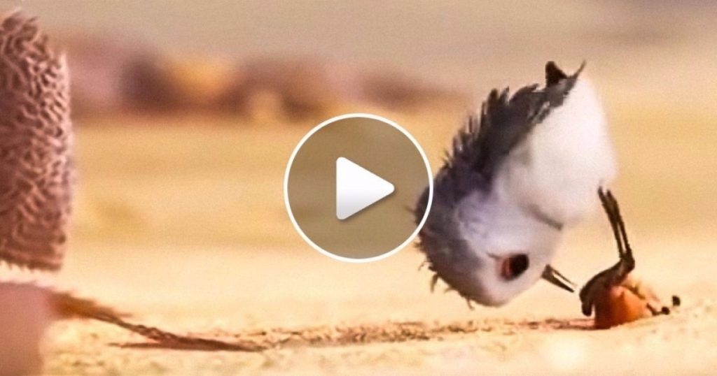 PIPER - PIXAR's New Animated Short, Watch the Full Video Here - Ochen