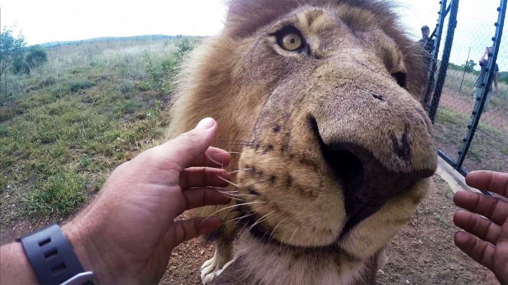 This Guy Is Truly Fearless As He Plays Dentist To 400+ Pound Lions - Ochen