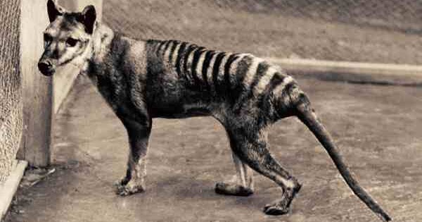 End of the Thylacine - Tasmanian Tiger - Ochen
