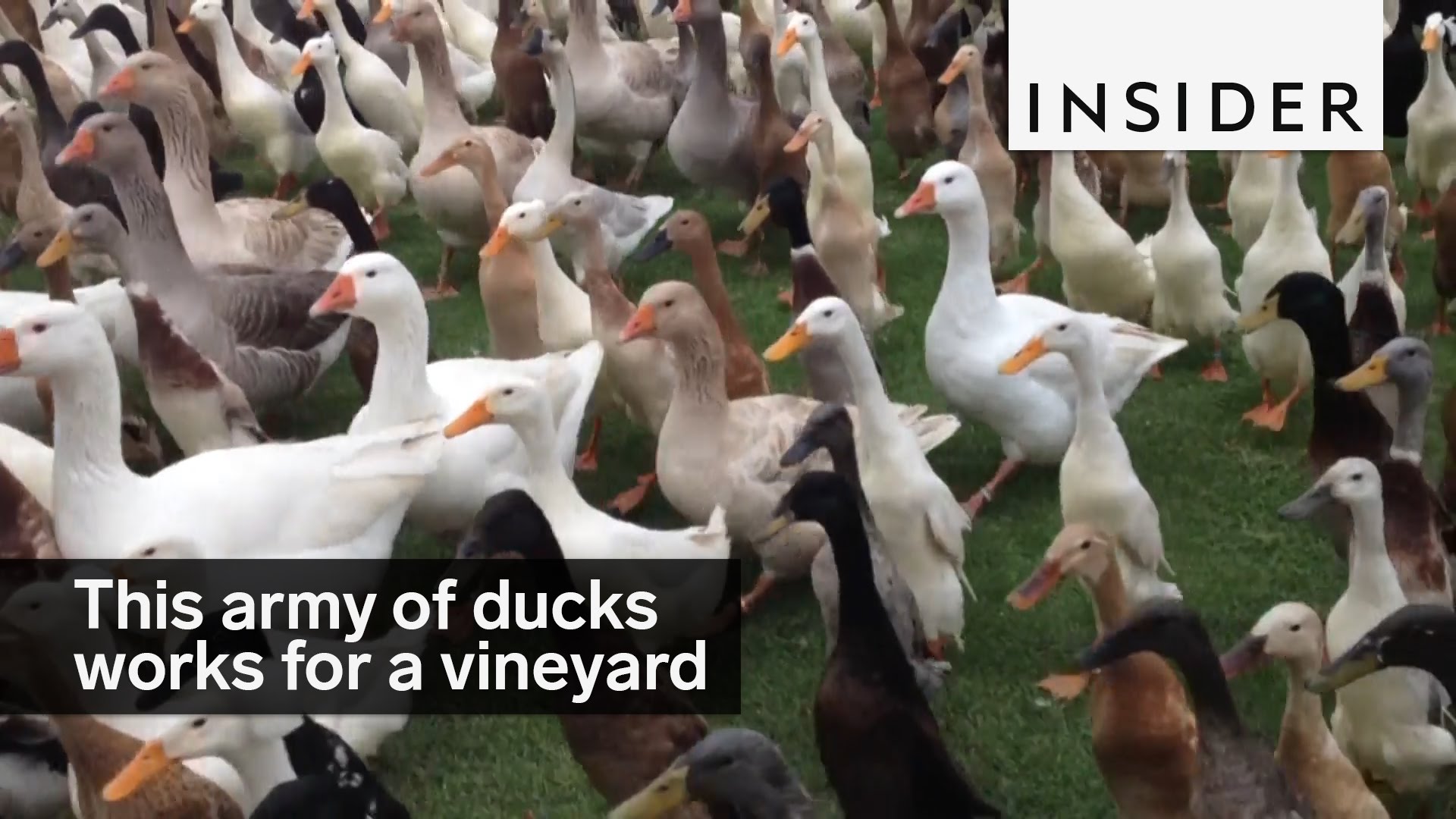 A vineyard employs 900 ducks - so #Ochen! - Ochen